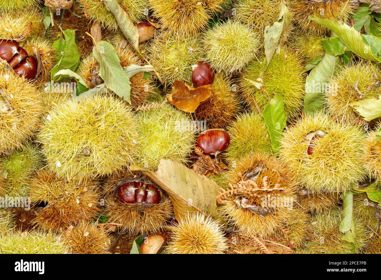 Chestnut rock shell hi-res stock photography and images - Alamy