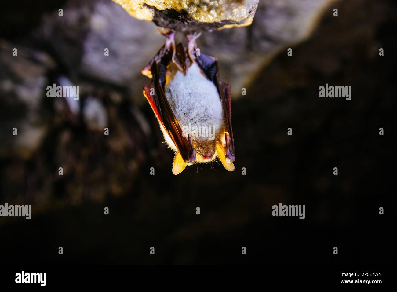 Bat sleeping cave hi-res stock photography and images - Alamy