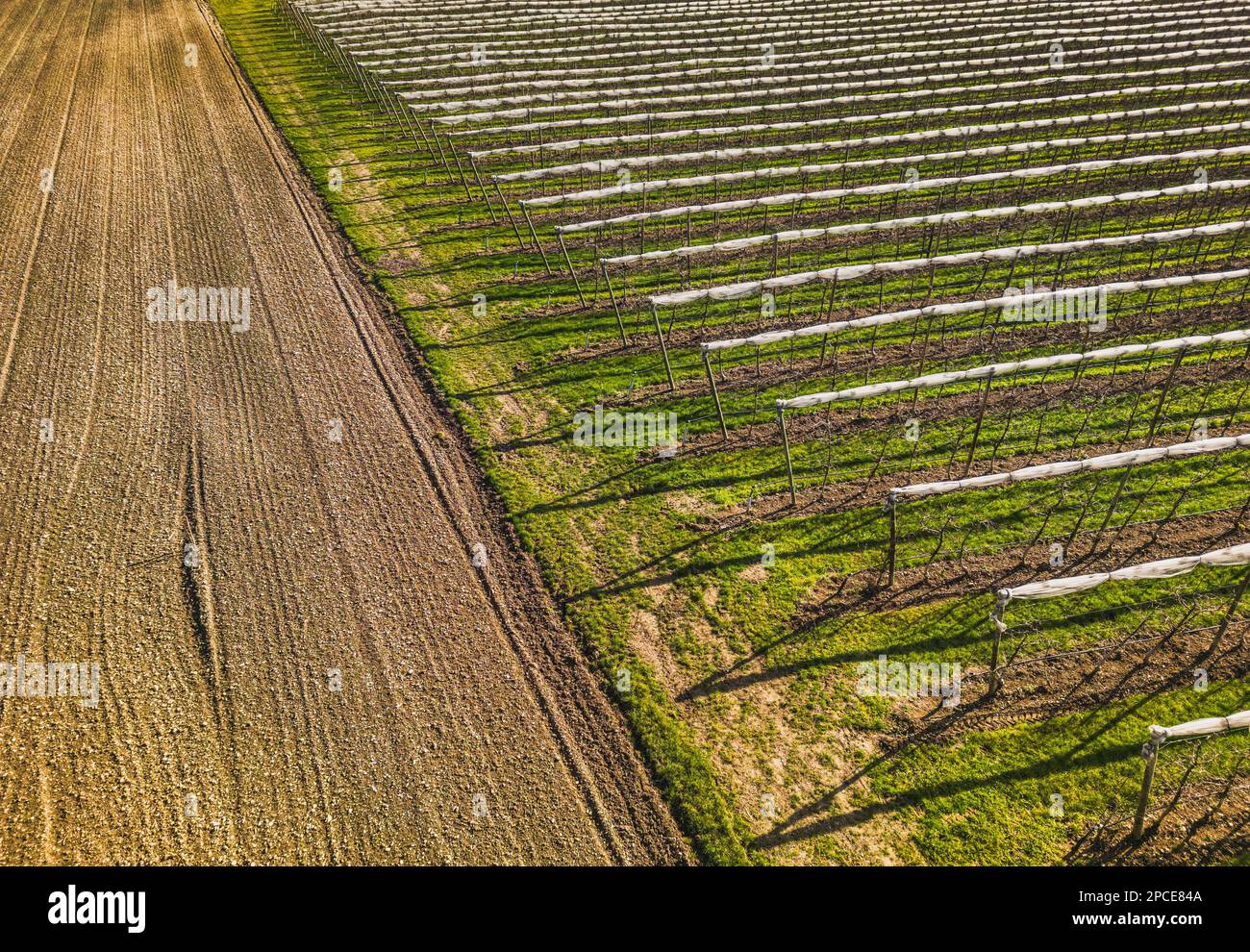 Aerial view of orchard with apple trees during sunset. The fields are ...