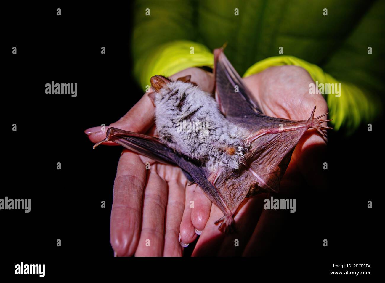 Winged human female hi-res stock photography and images - Alamy