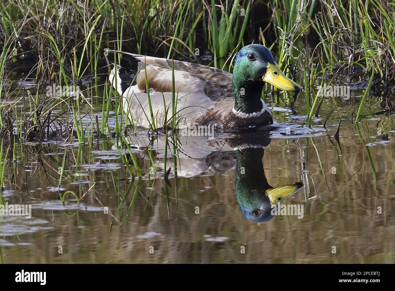 Pacifric Grove, California, USA. 13th Mar, 2023. Mallard Duck ...