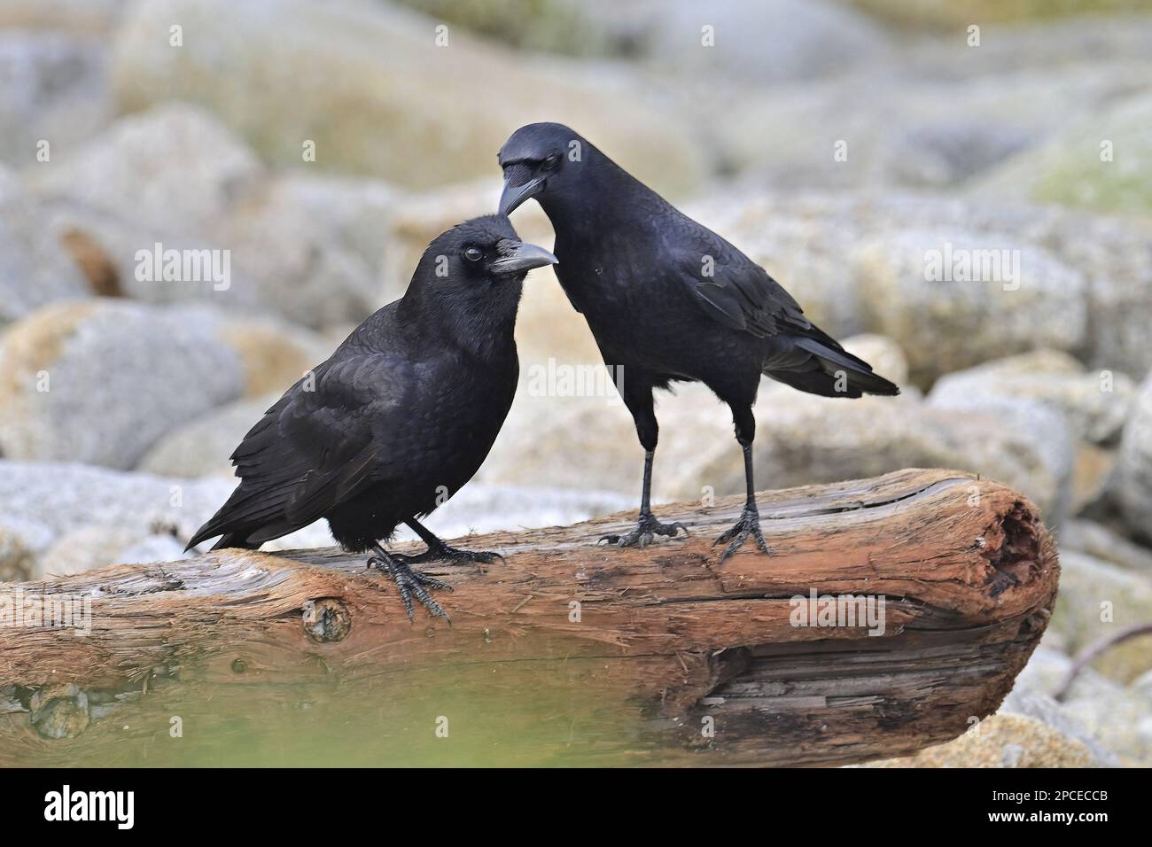 Pacifric Grove, California, USA. 13th Mar, 2023. American Crows are ...