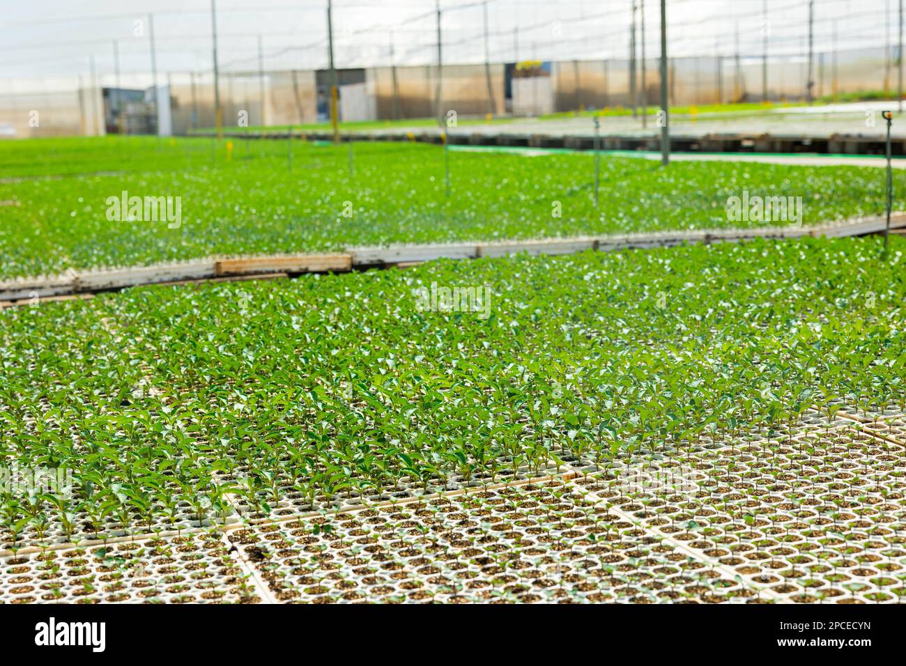 Agribusiness greenhouse seedling spring. Farming sprouts concept ...