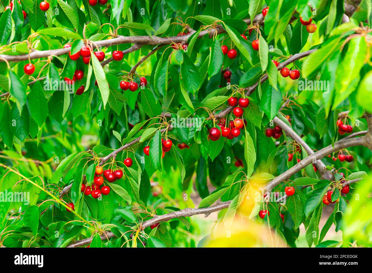 Branches of sweet cherry tree with ripe berries Stock Photo - Alamy