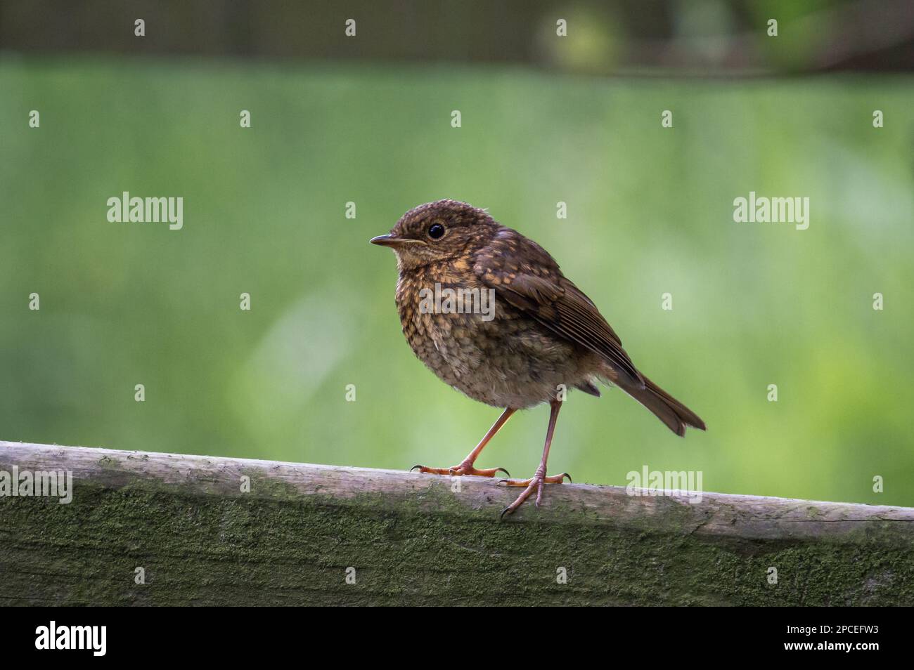 Juvenile robin hi-res stock photography and images - Alamy