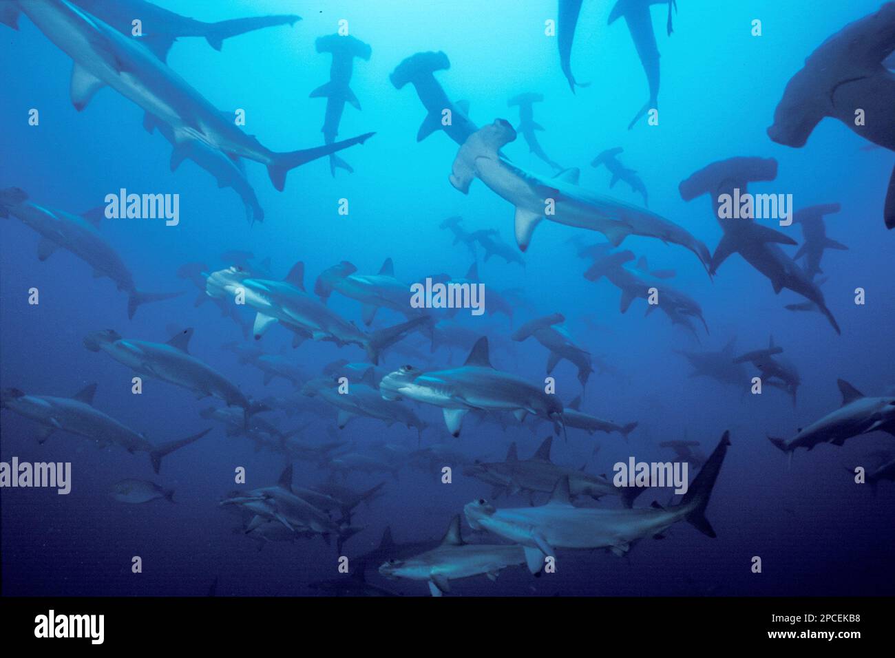In this undated photo, a group of hammerhead sharks swim in the waters ...
