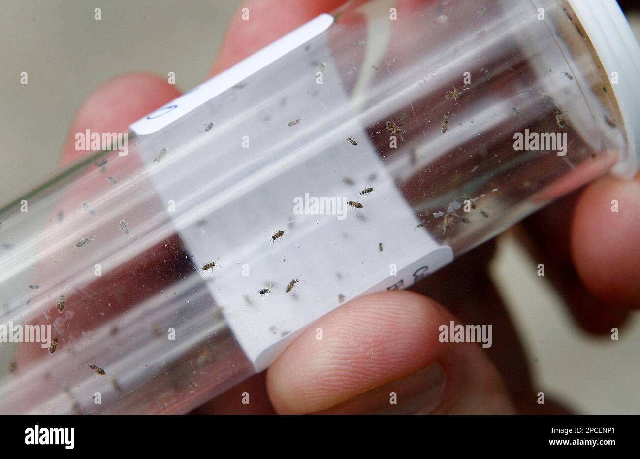 A member of the Louisiana Department of Agriculture holds a vial of ...