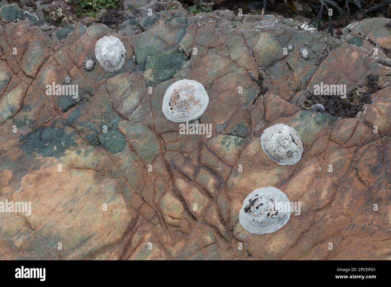 Rock pooling devon hi-res stock photography and images - Alamy