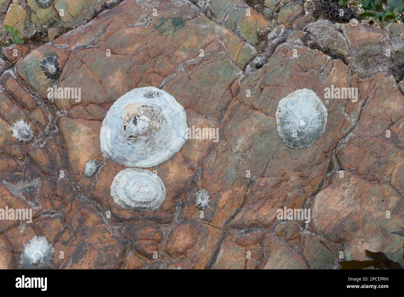 Rock pooling devon hi-res stock photography and images - Alamy