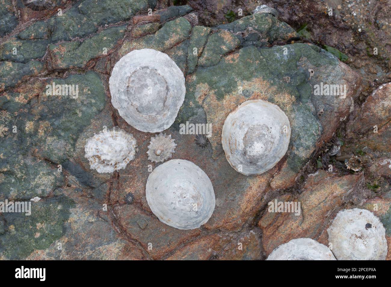 Lowtide wildlife hi-res stock photography and images - Alamy