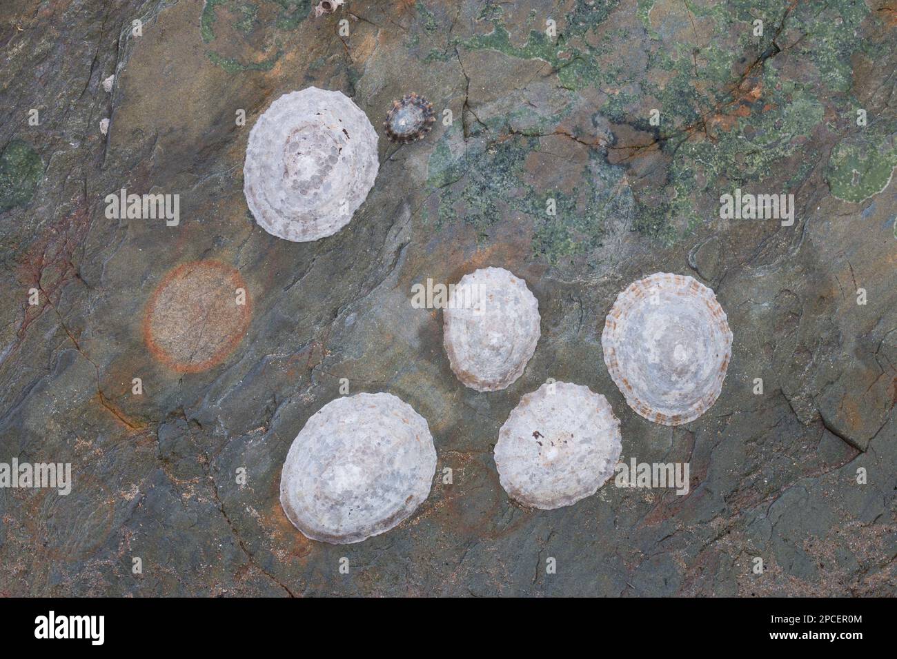 Lowtide wildlife hi-res stock photography and images - Alamy