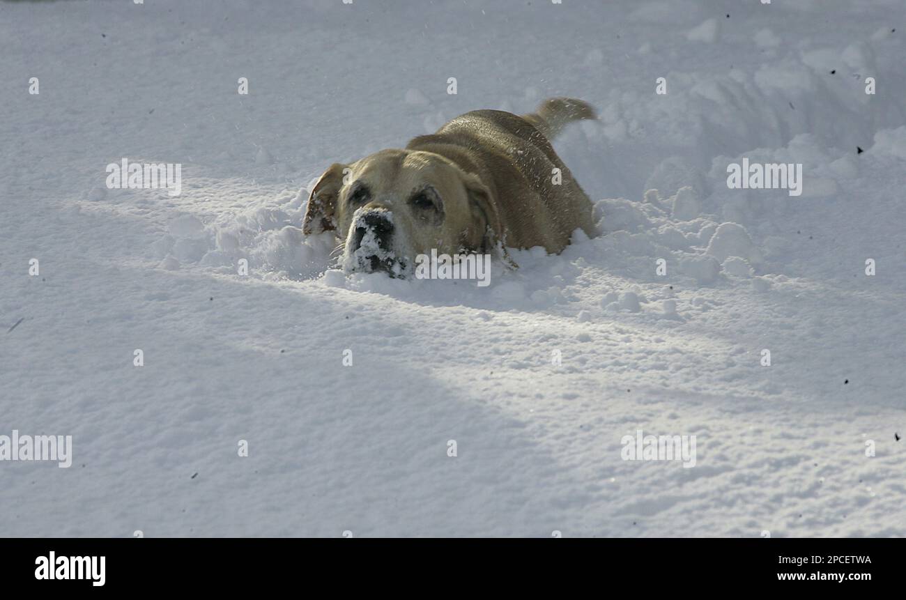 Brutus, a Labrador retriever owned by Tom and Lisa Burton, struggles in ...