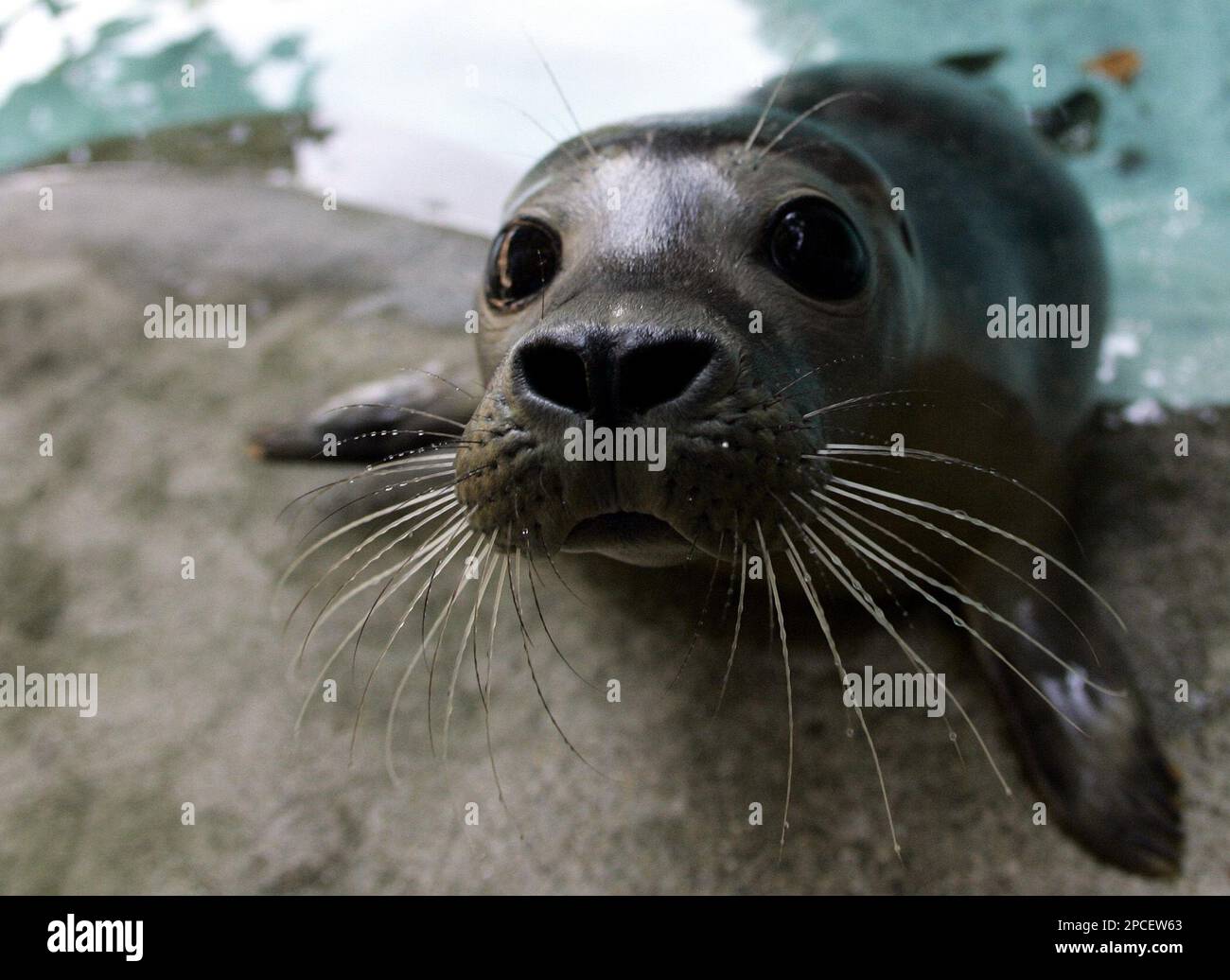 Baby seal climbing out of the pool, in Belgrade's Zoo, Friday, Oct. 13 ...