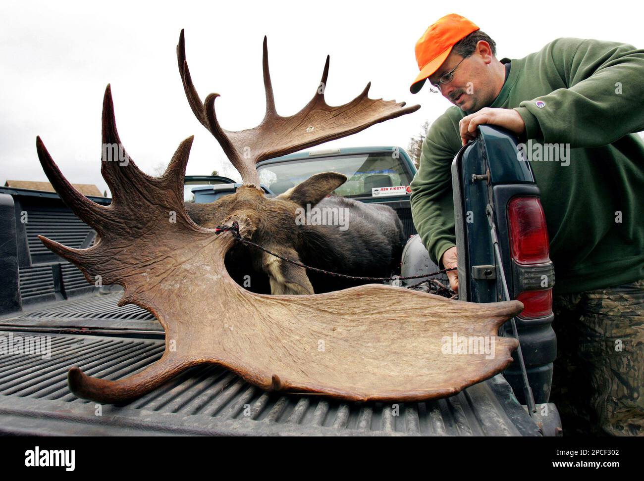Steve Lacroix of Williamsburg Township, Maine, secures his moose before ...