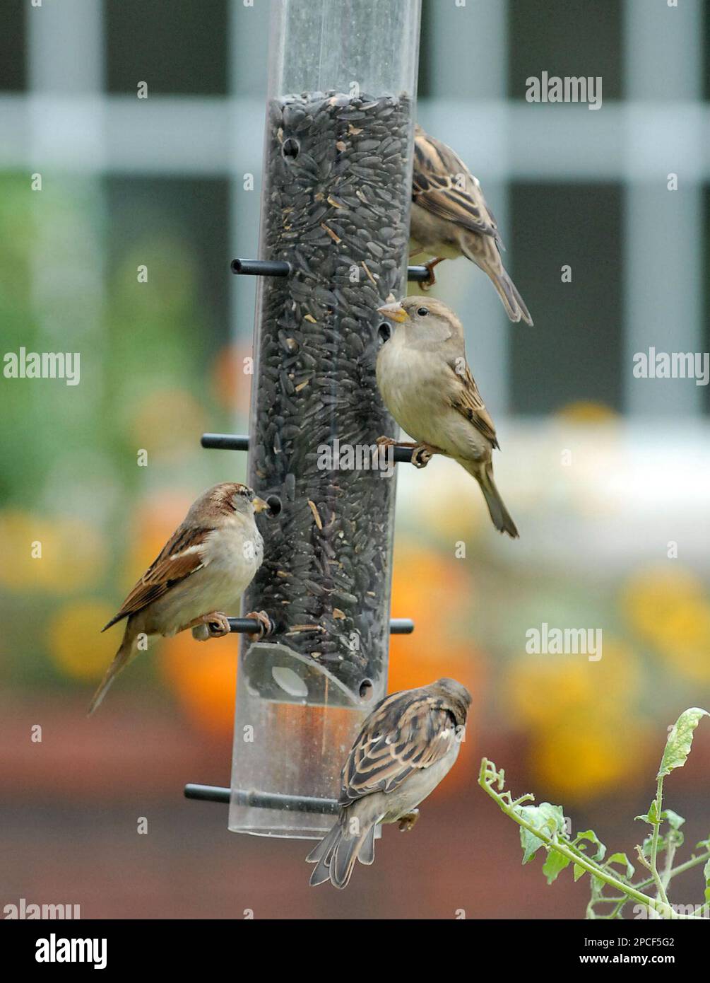 Sparrows flock around a feeder full of sunflower seeds Tuesday, Oct. 10 ...