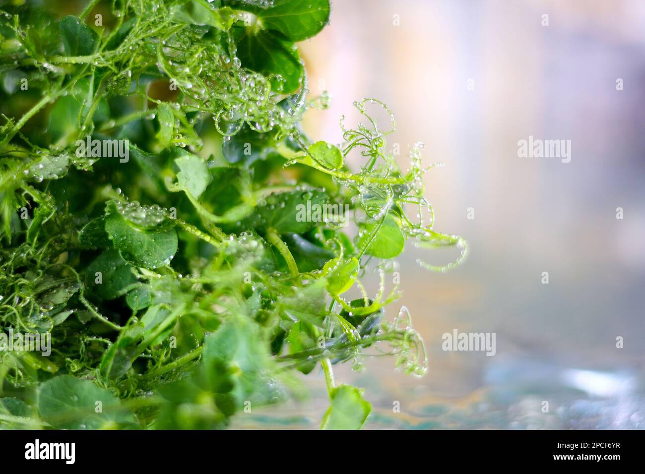 Pea microgreens birth close-up. Green micro plants pisum germination ...
