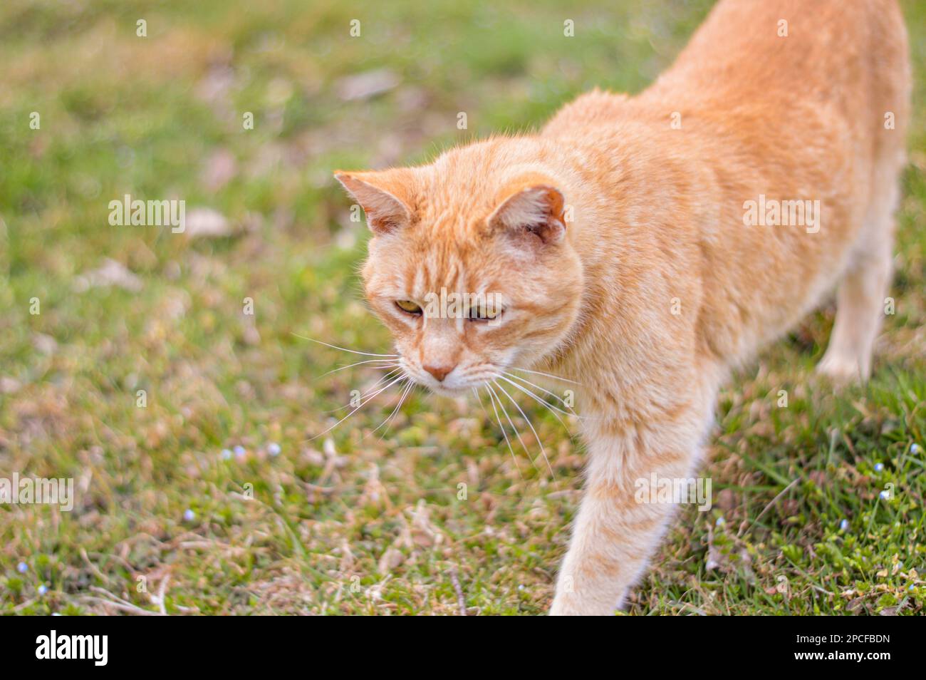 Orange cat walking hi-res stock photography and images - Alamy