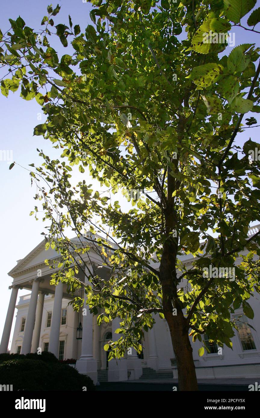 A new Jefferson American elm tree takes its place on the North Lawn of ...