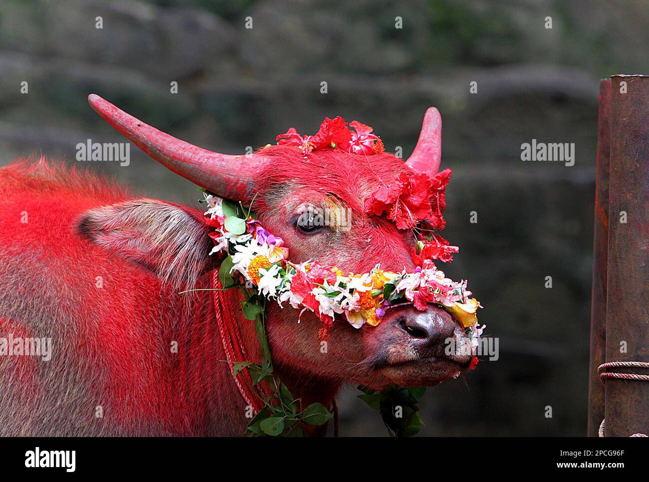 A buffalo meant for sacrifice is seen smeared with vermilion powder ...