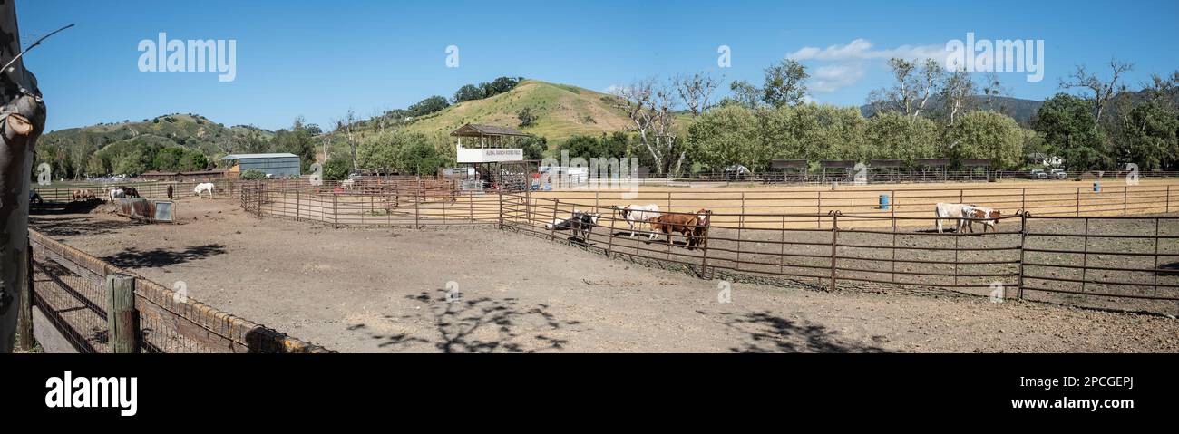 Solvang, USA - April 21, 2019:cows grazing at the meadow of a farm near ...