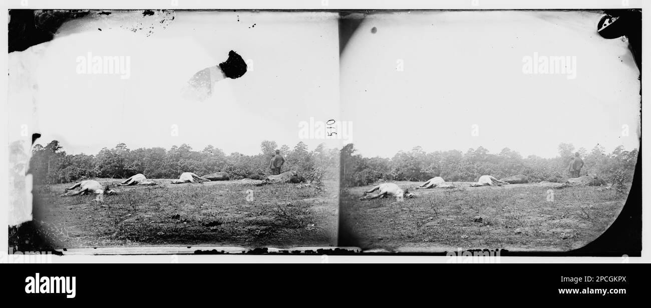 Cedar Mountain, Virginia. Bodies of horses on battlefield. Civil war ...