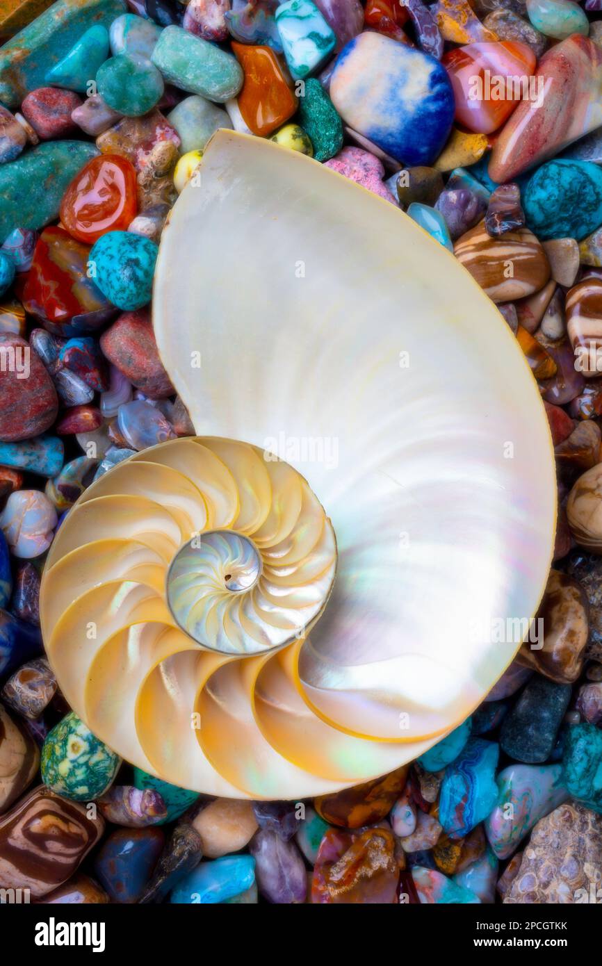 Nautilus Shell On Colorful Stones Still Life Stock Photo - Alamy