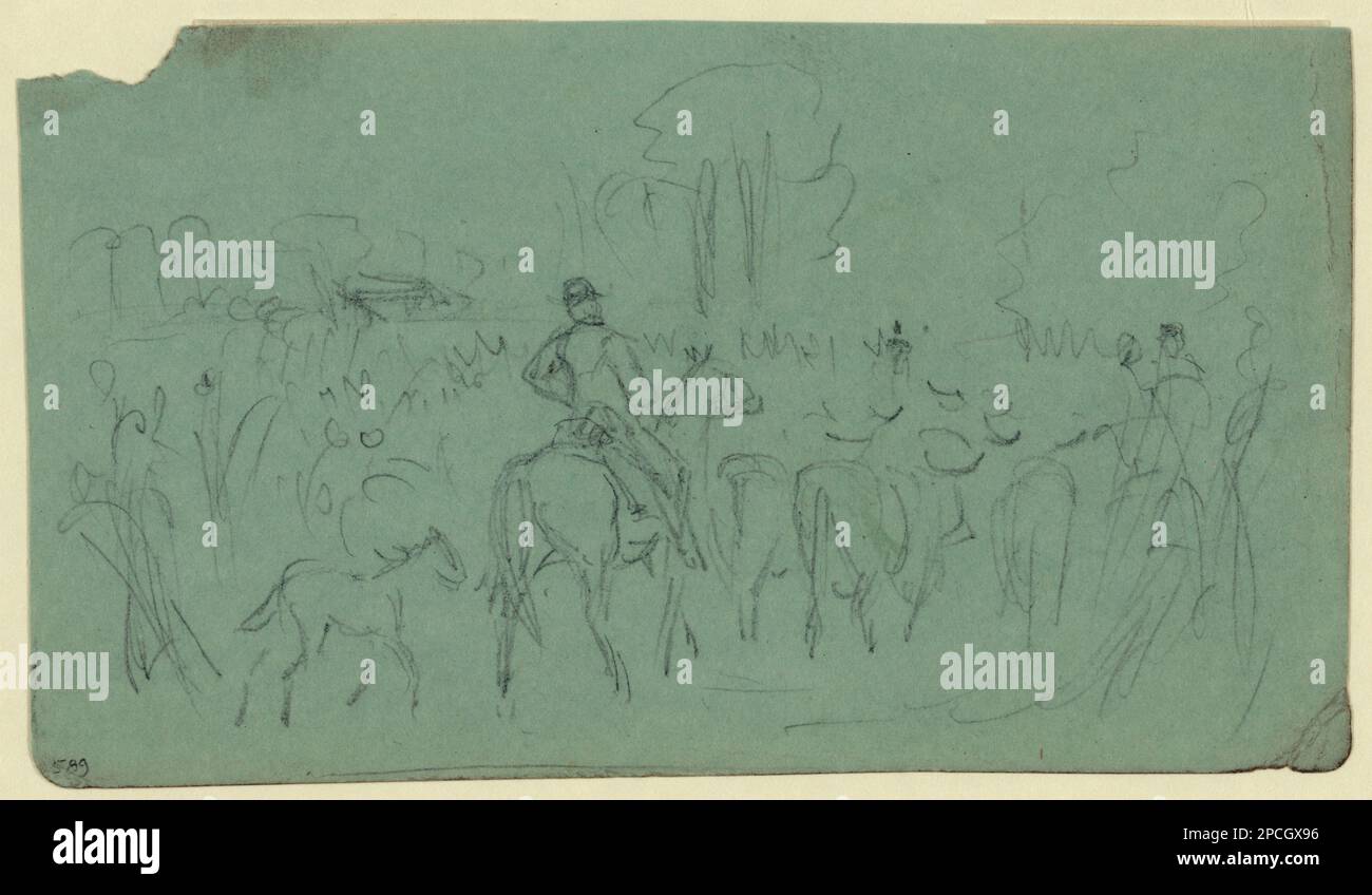 Driving in cows. Morgan collection of Civil War drawings. Soldiers ...