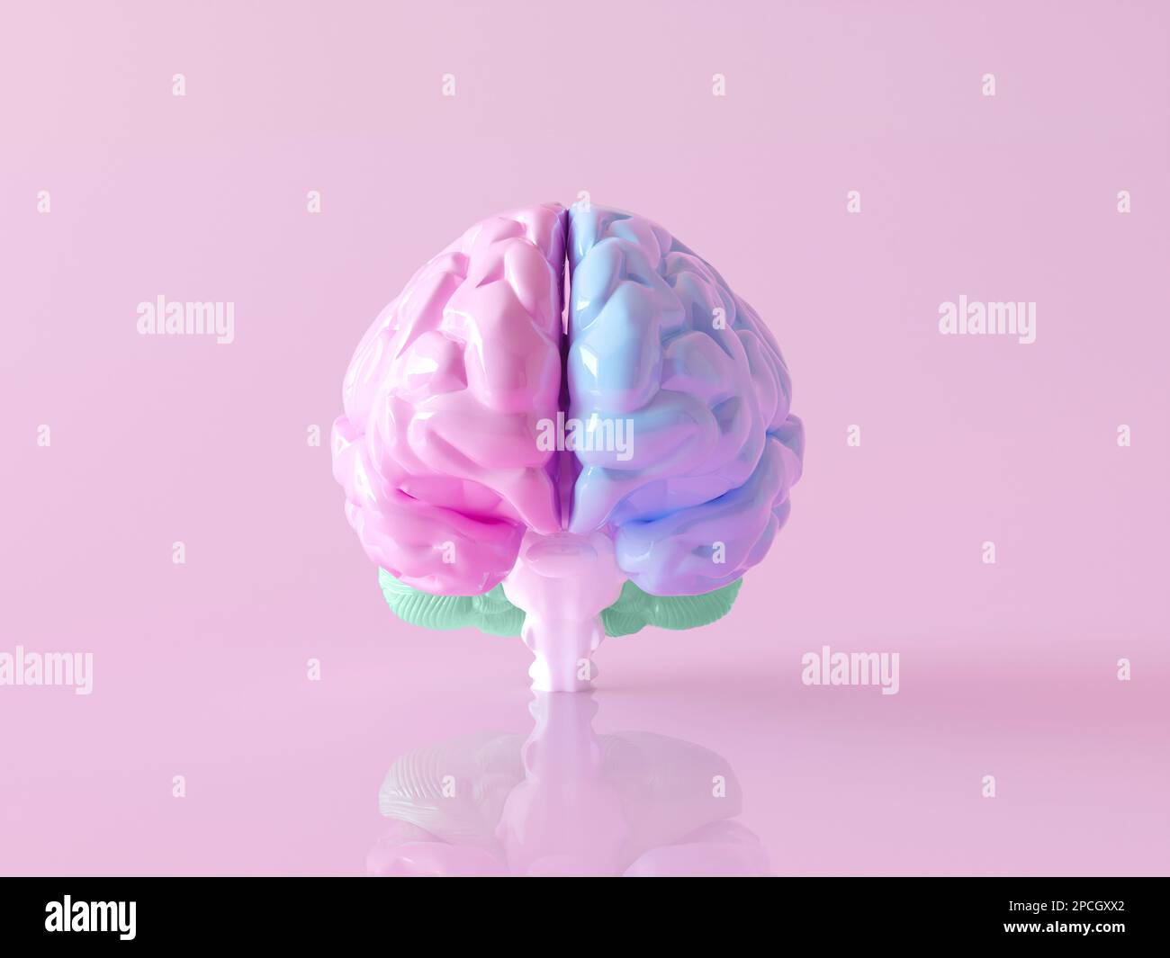 Realistic brain splitting on colored lobes (parts). 3D brain rendering ...