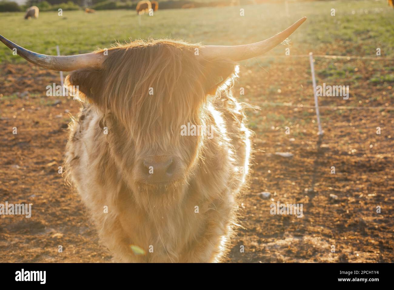 Shaggy bull close-up in paddock on blue sky background.Farming and cow ...