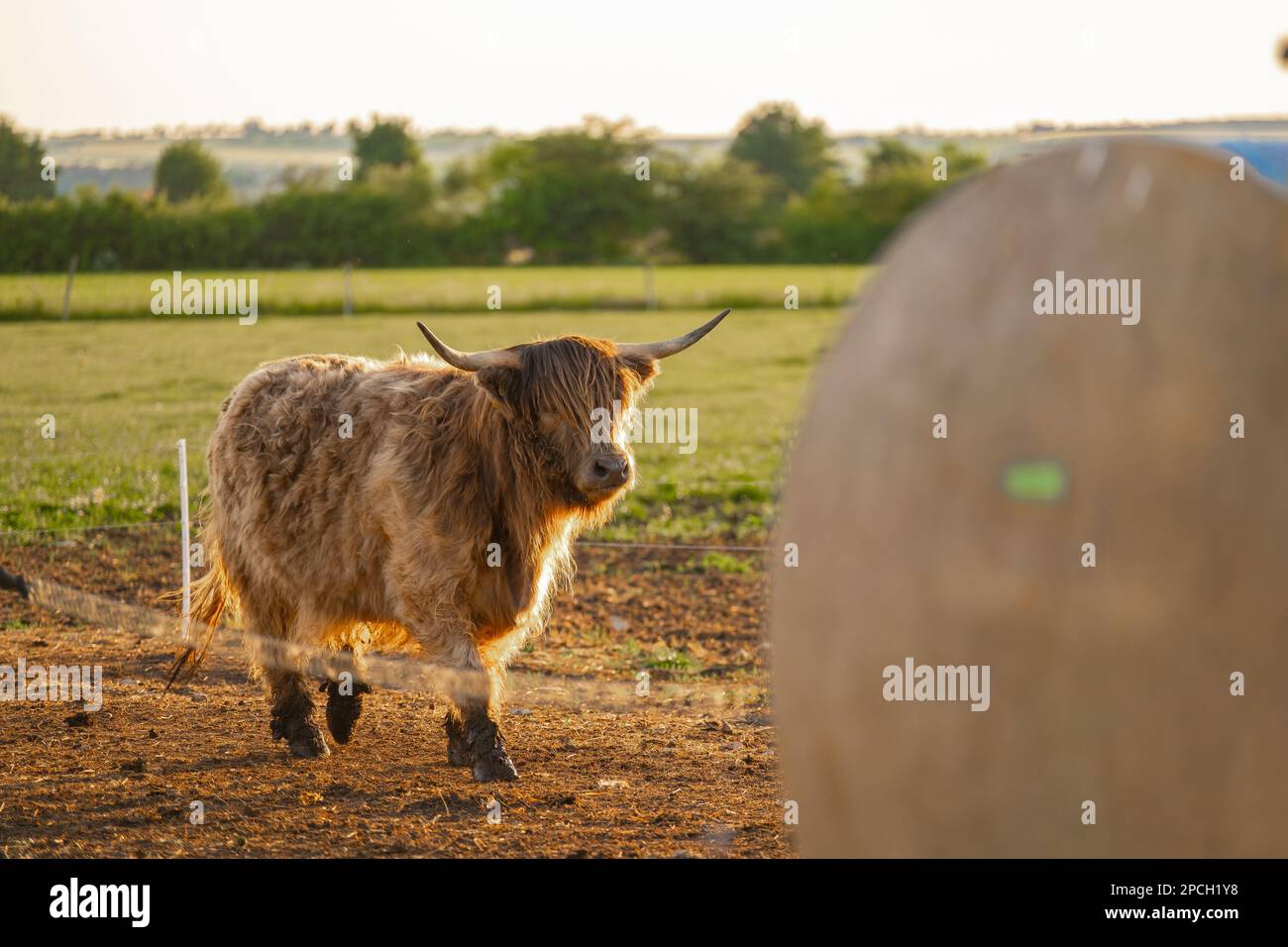 Shaggy bull close-up in paddock on blue sky background.Farming and cow ...