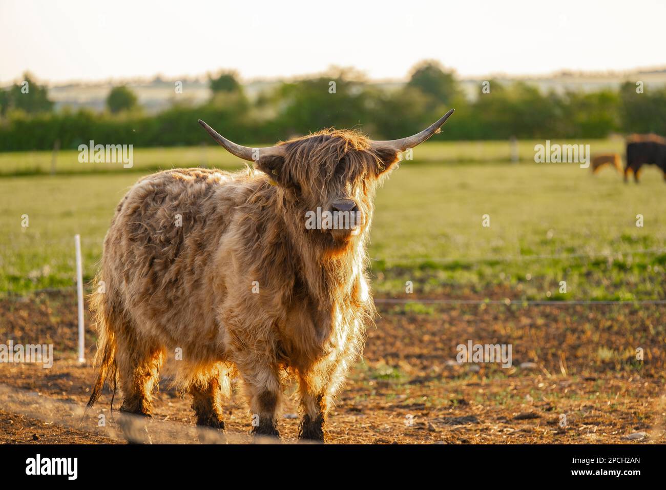Shaggy bull close-up in paddock on blue sky background.Farming and cow ...