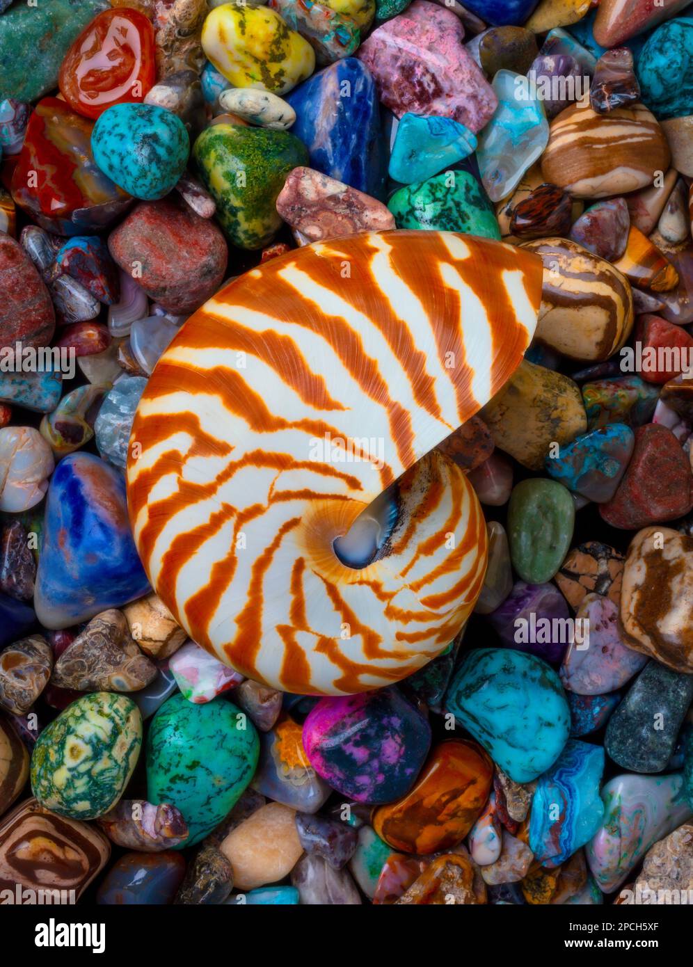 Chambered nautilus shells hi-res stock photography and images - Alamy