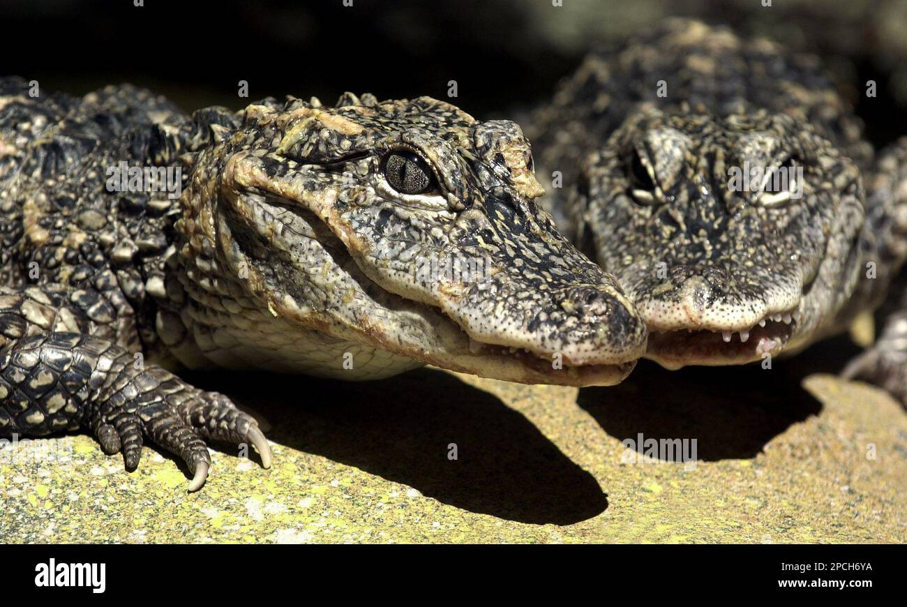 Two Chinese alligators soak up the afternoon sun Wednesday, Sept. 20 ...