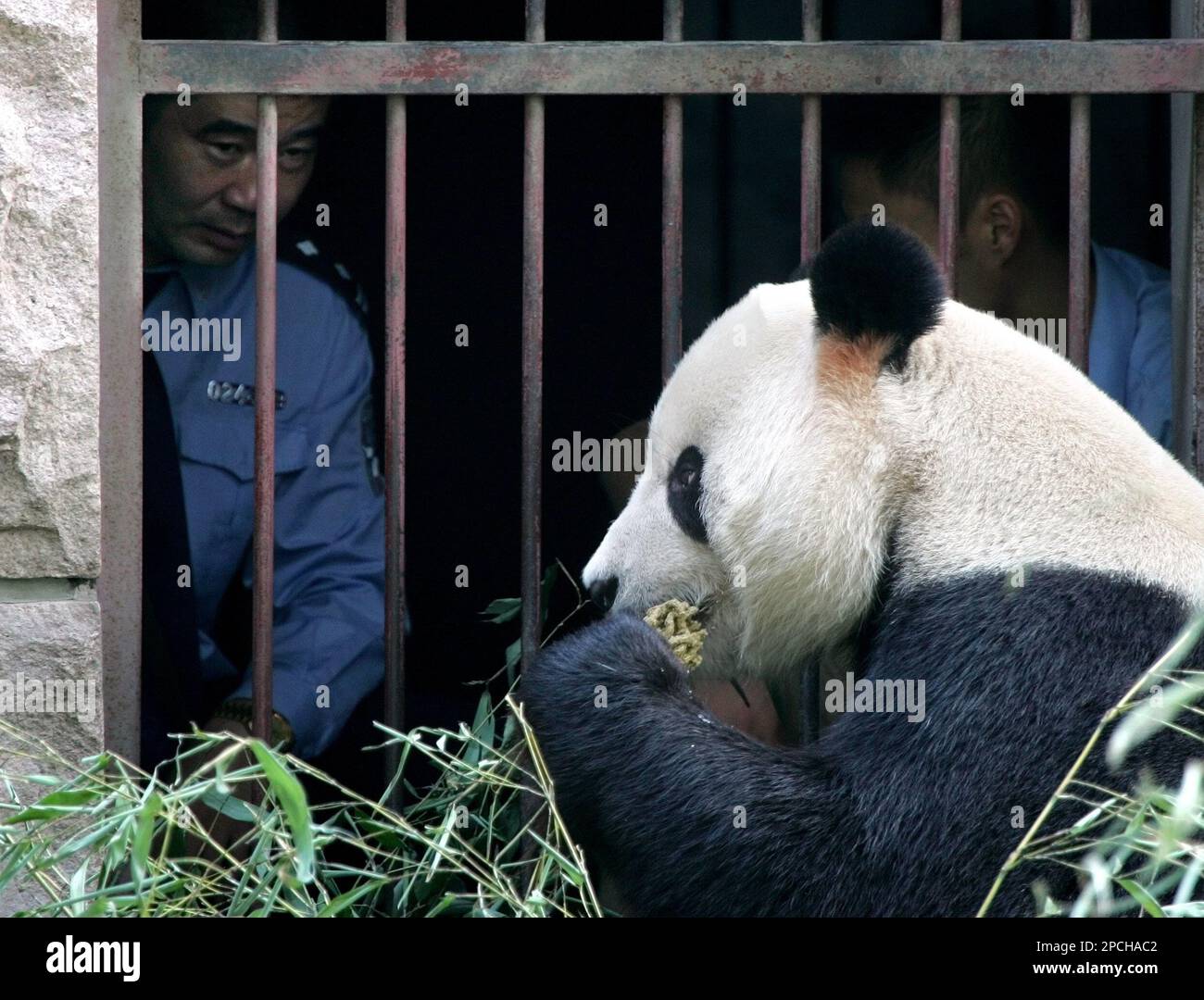 Panda Bear Hugging Policeman