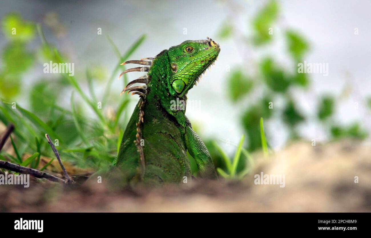 An iguana runs for the deep water of a canal Tuesday, Sept. 19, 2006 ...
