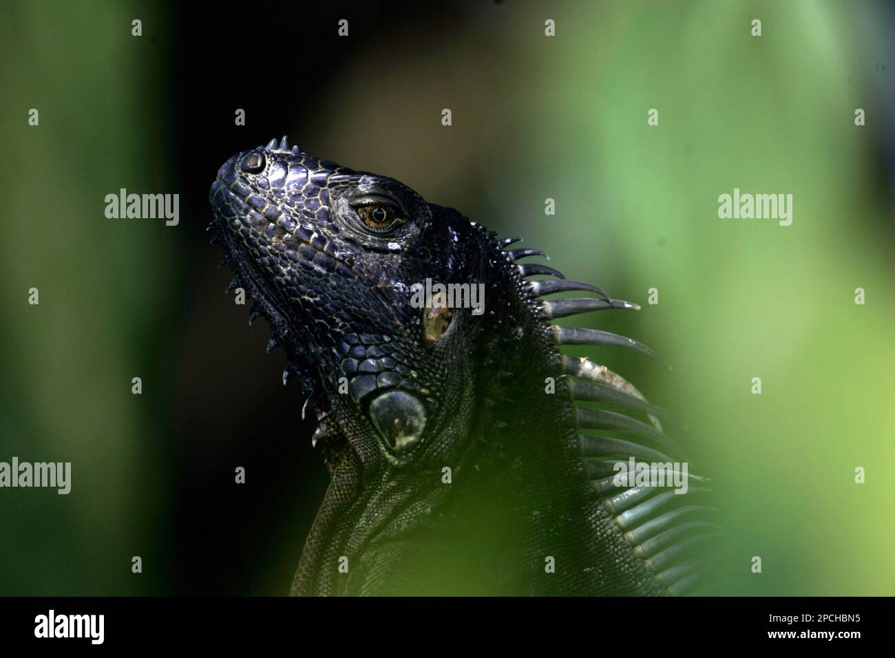 A iguana catches a ray of sunshine on his nose, minutes before a rain ...