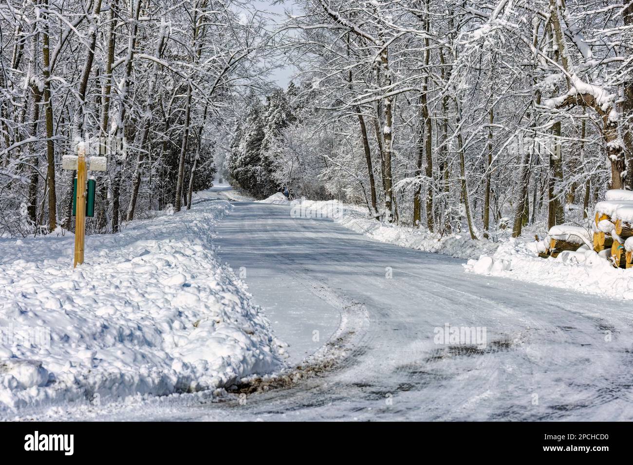 trees lining the road in the forest covered with snow Stock Photo - Alamy