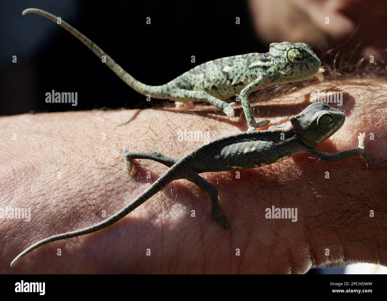 Two new born Veiled Chameleons walk along the arm of a keeper at Sydney ...