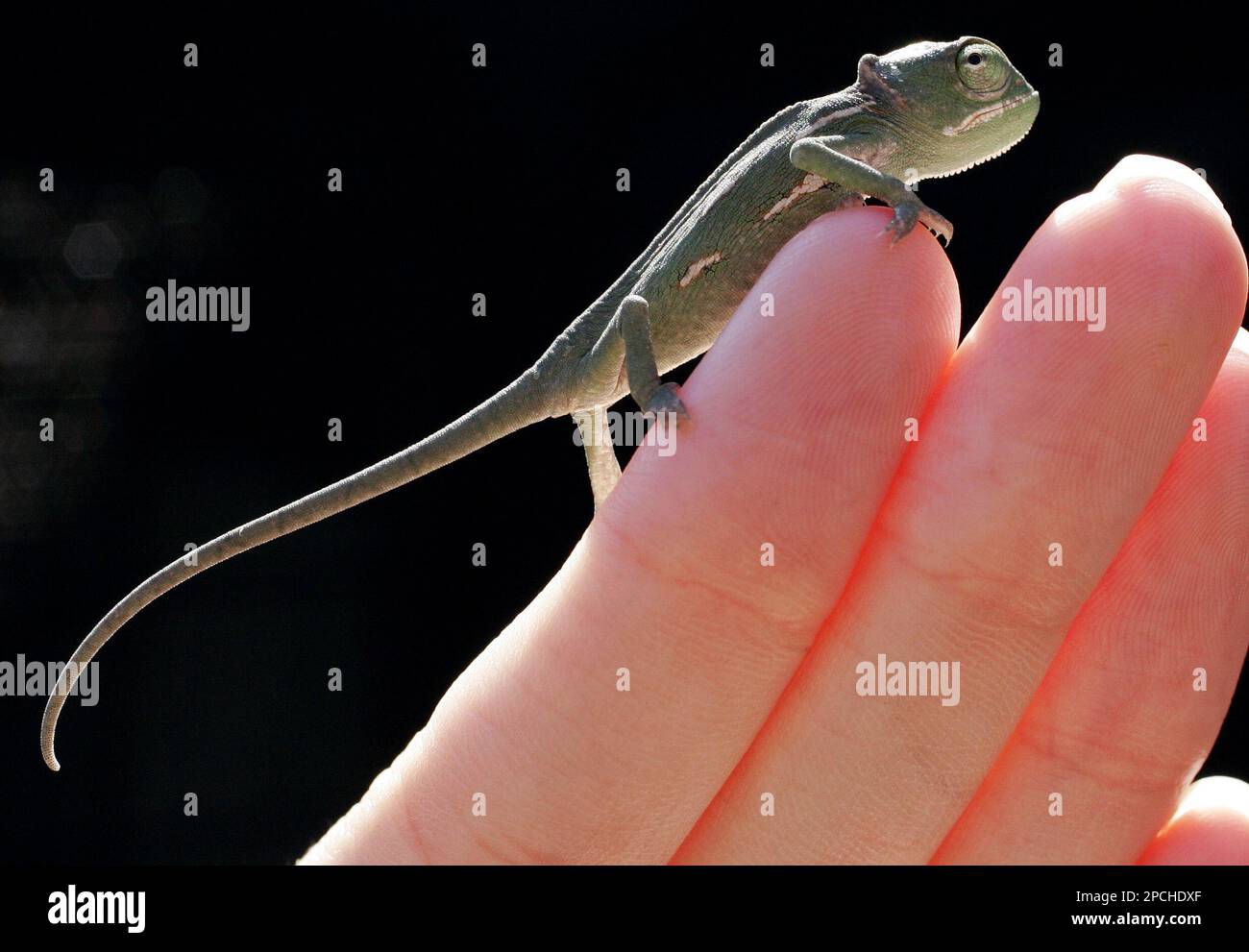 A new born Veiled Chameleon poses on the hand of a keeper at Sydney's ...