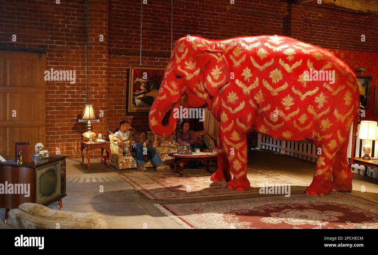 Tai, an Indian female elephant stands in the middle of a couple's home ...