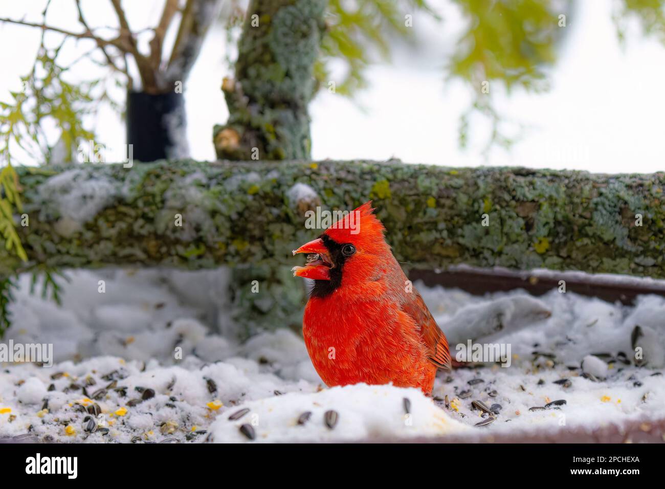 The northern cardinal (Cardinalis cardinalis) in the snow Stock Photo ...