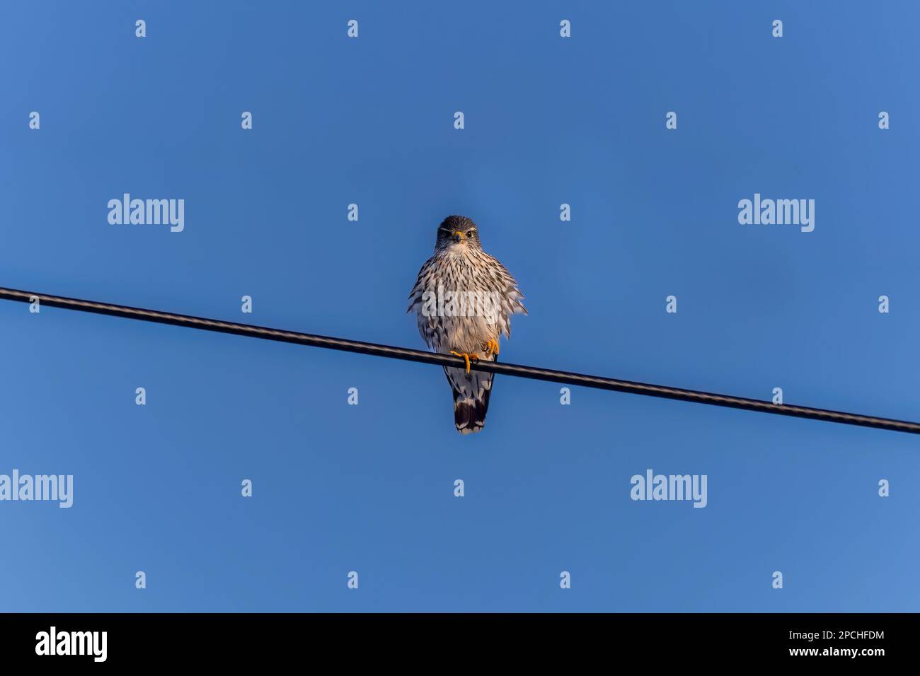The Merlin (Falco columbarius), juvenile bird. Is a small species of ...