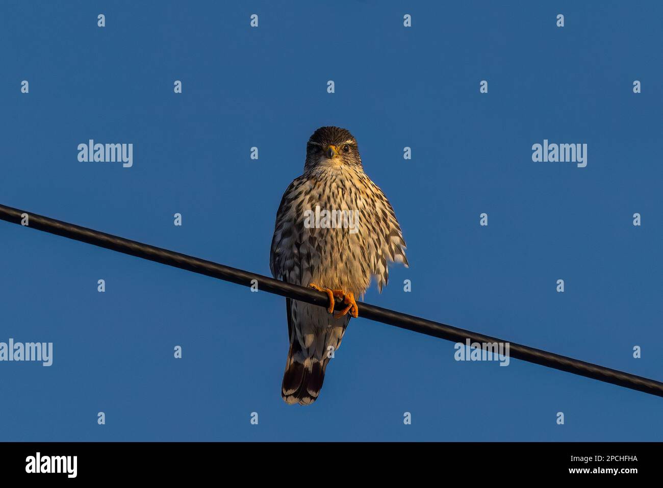The Merlin (Falco columbarius), juvenile bird. Is a small species of ...