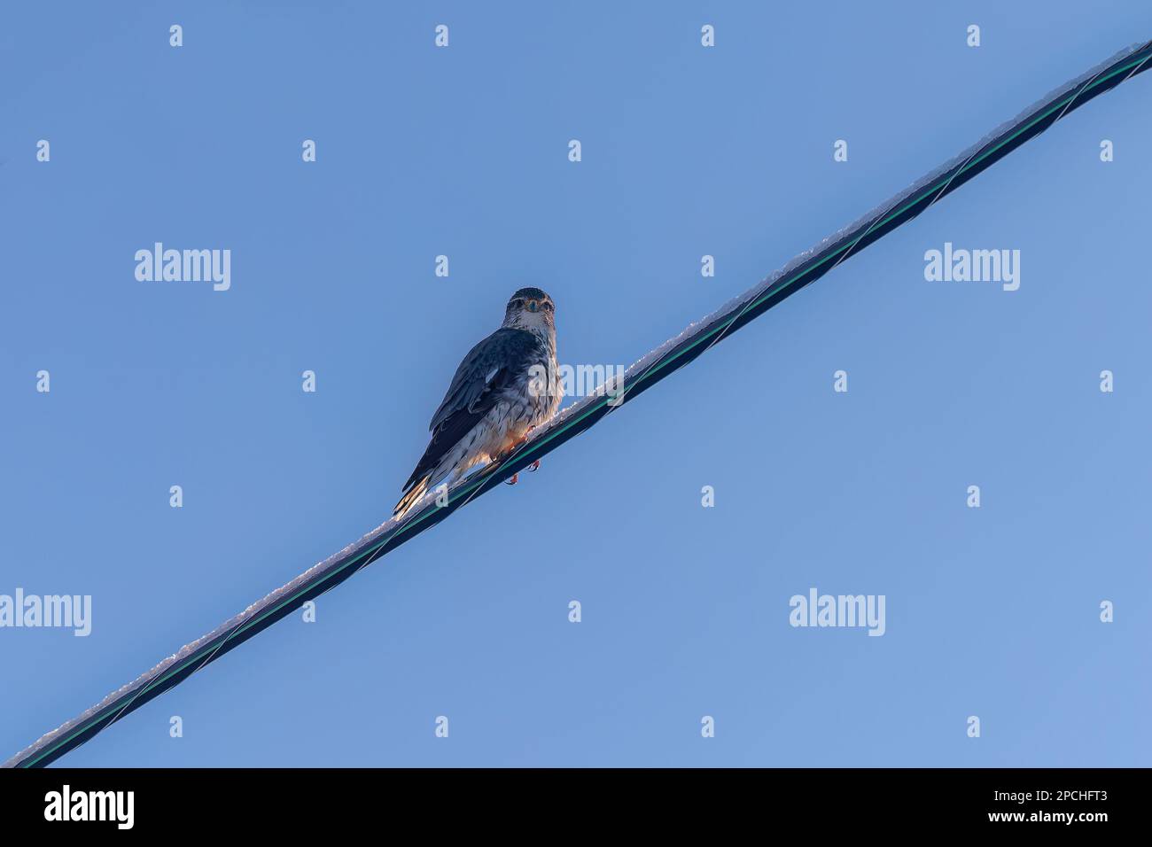 The Merlin (Falco columbarius), juvenile bird. Is a small species of ...