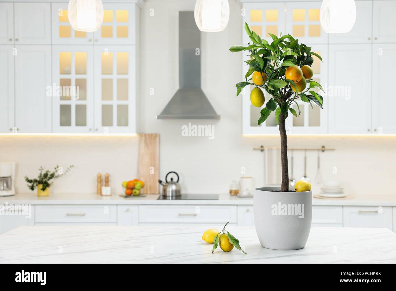Potted lemon tree and ripe fruits on kitchen countertop, space for text ...