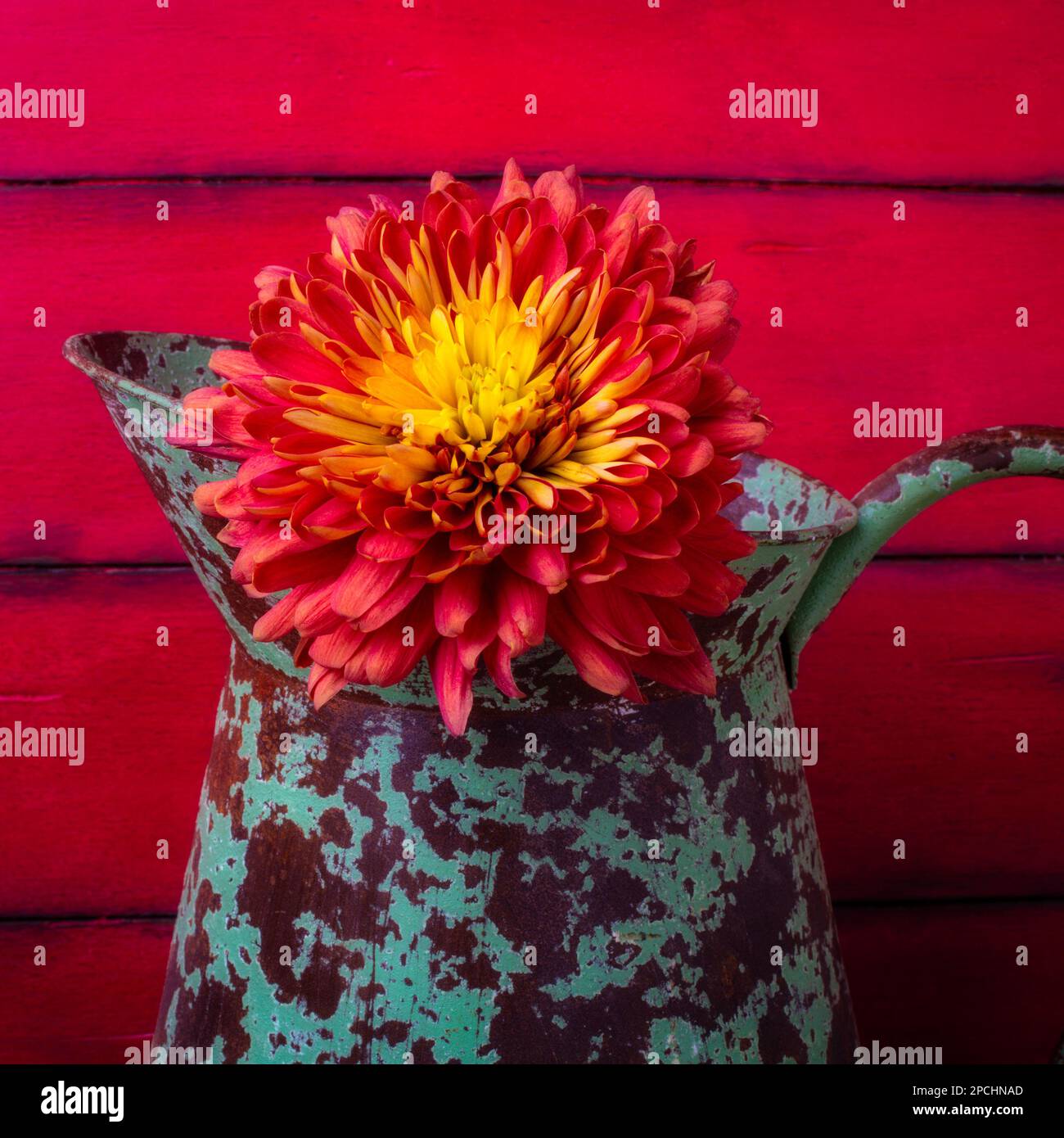 Womderful Mum in Rustic Pitcher Stock Photo - Alamy