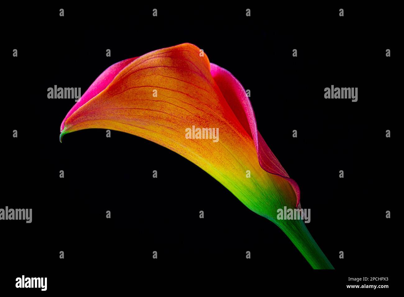 Stunning Yellow Red Calla Lily Stock Photo - Alamy