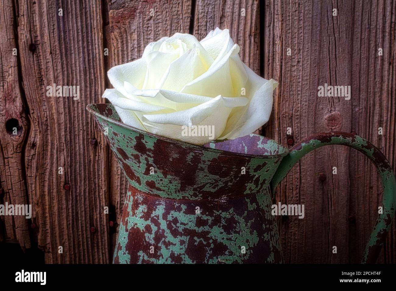White Rose In Rustic Pitcher Stock Photo - Alamy
