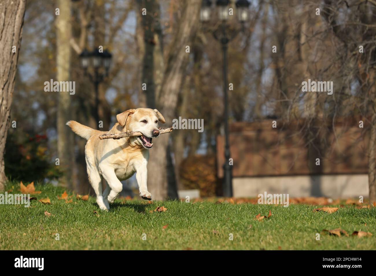 Labrador holding stick hi-res stock photography and images - Alamy