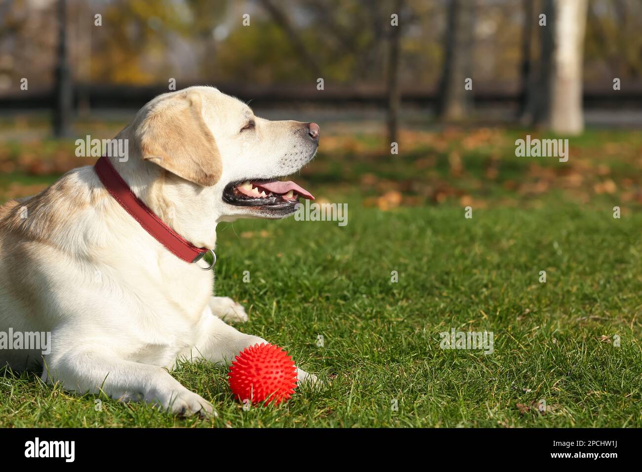 Yellow Labrador with ball lying in park on sunny day. Space for text ...